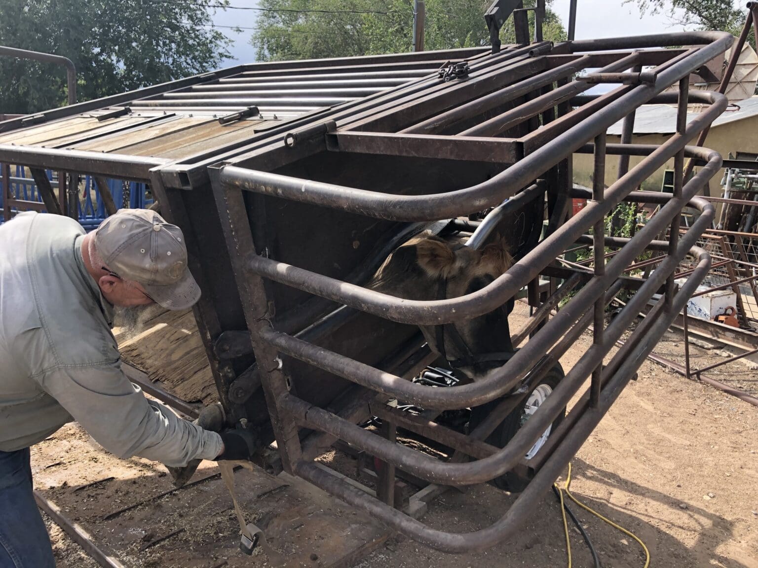 How to Trim a Jersey Cow’s Hooves – Jersey Milk Cow