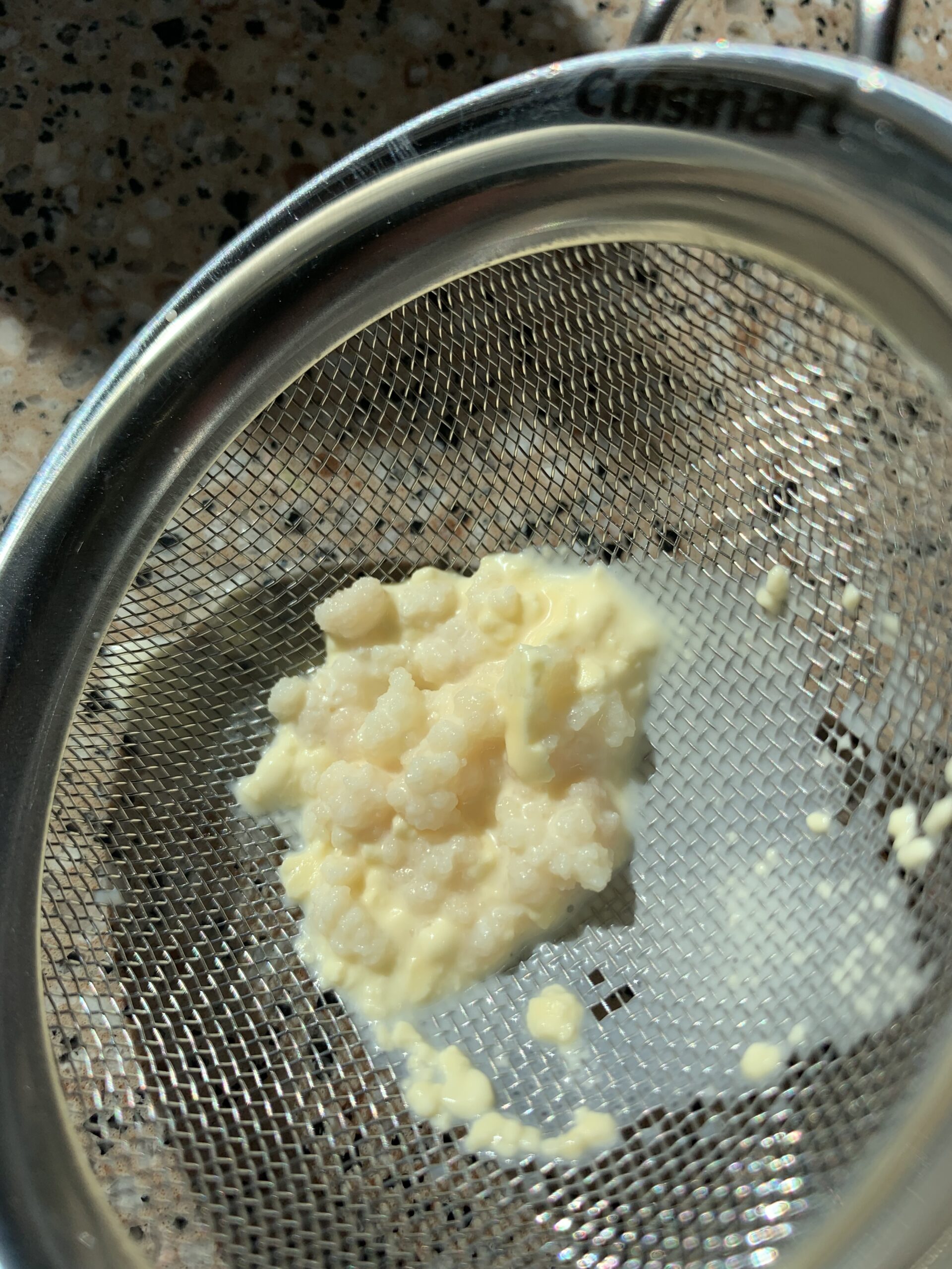 How to Make Milk Kefir | Jersey Milk Cow