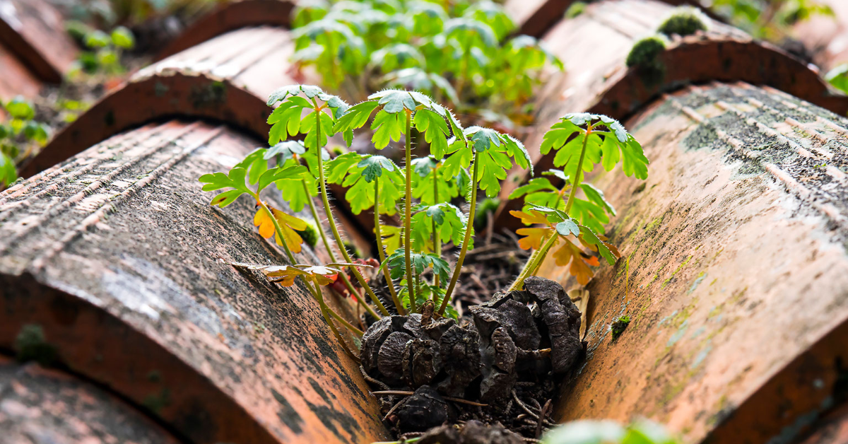 Homesteading 101: Winter in the Garden – Jersey Milk Cow